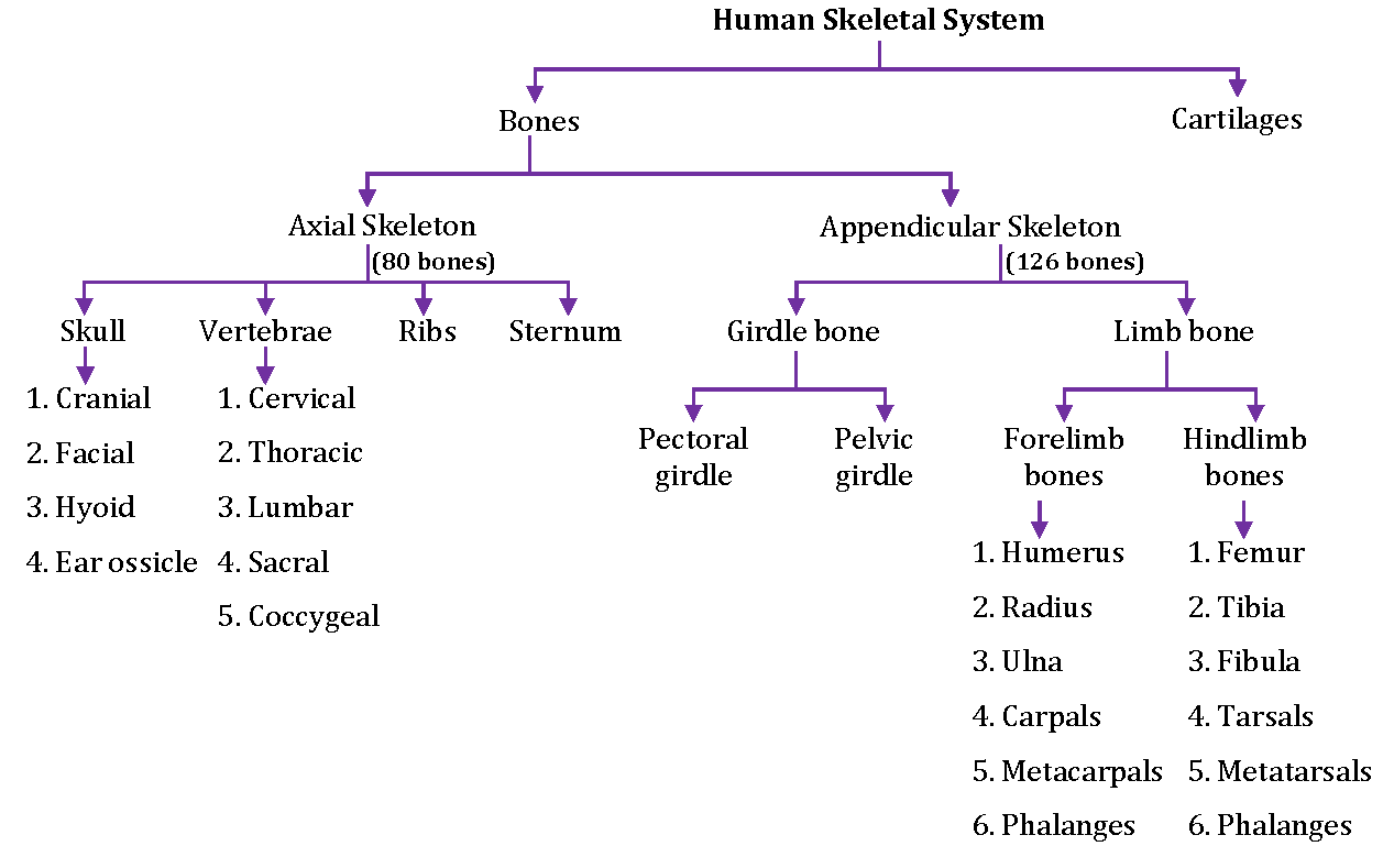 The Human Skeletal System: Your Body's Framework